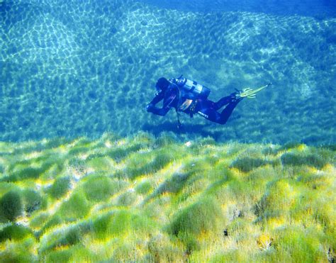 무료 이미지 바다 대양 빛 호수 명확한 흙손 산호초 암초 반사 서식지 몇 개의 민물 수중 세계 스쿠버 다이빙 스쿠버 다이버 해양 생물학