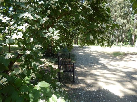 Дендропарк Веселі Боковеньки природний оазис Кіровоградщини