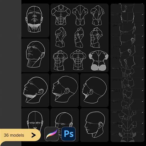 Free Download Male And Female Headshot Multi Angle Auxiliary Line Procreate Brushes Procreate