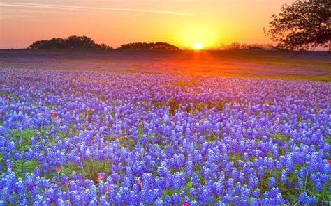 텍사스 블루 보닛 배경화면 Phoneky에서 모바일로 다운로드