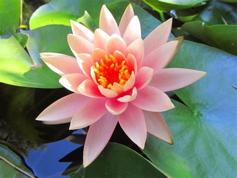 Best Looking Flowers In The World At Samuel Kenneth Blog