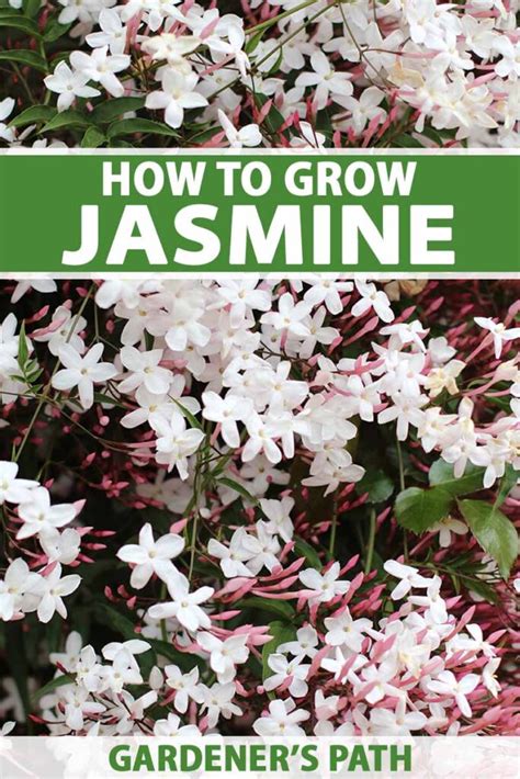How To Grow Jasmine Learn How To Care For Jasmine Plants