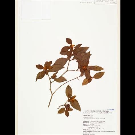 Rhododendron Oldhamii Maxim
