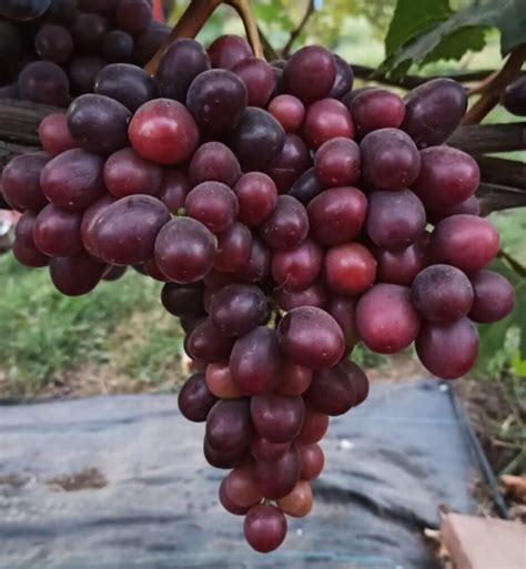 Купить саженцы Винограда в Крыму Наш Сад