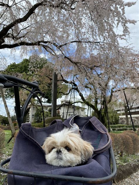 名犬おすし号小谷父 on Twitter ちょうど満開なので来年度の名犬おすし号アメイジングカレンダーの撮影に挑戦してきました