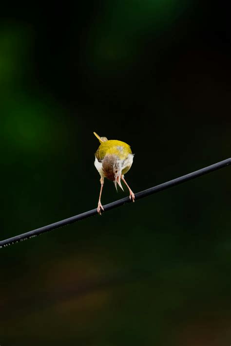 Anime Cameltoe Photos Download The Best Free Anime Cameltoe Stock