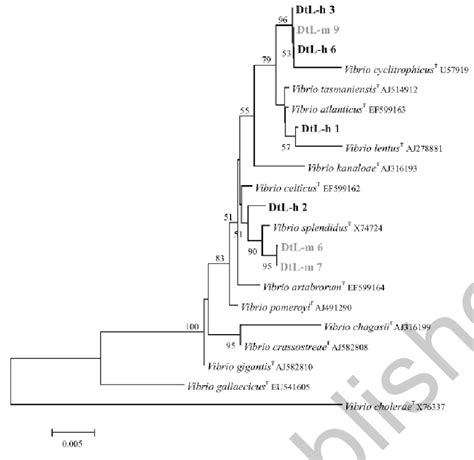 Phylogenetic Tree Based On Partial 16s Rdna Sequences Of Representative Download Scientific