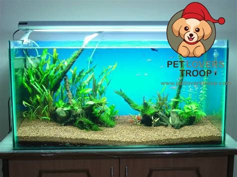 Species Specific Fish Breeding Tips Challenges And The Art Of