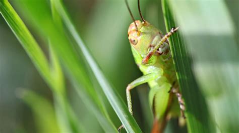 Tips On How To Control Grasshoppers In The Garden 101 Ways To Survive