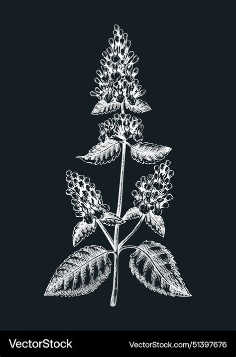 Catnip Sketch Apothecary Plant Drawing Herbal Vector Image