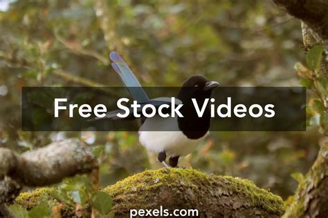 Moss Cell Videos Download Free 4k Stock Video Footage And Moss Cell Hd Video Clips