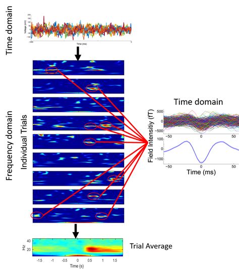 Motor Cortical Beta Bursts Danc Lab