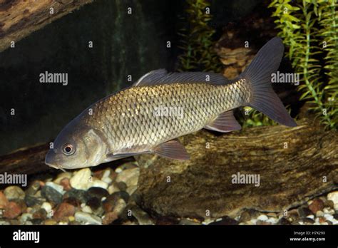 European Carp Cyprinus Carpio Juvenile Saint Lawrence River Canada