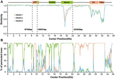 Recombination Analysis Between Hadv C104 And Other Human Adenovirus C Download Scientific