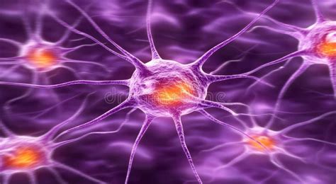 The Human Nervous System Is Composed Of Neuron Cells Which Facilitate Synaptic Transmission Of