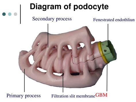 Ppt 15 Th The Urinary System Powerpoint Presentation Free Download