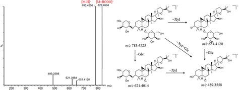 Mass Spectra And Possible Fragmentation Pathway Of Astragaloside Iv In