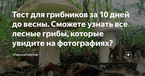 Тест для грибников за 10 дней до весны Сможете узнать все лесные грибы которые увидите на