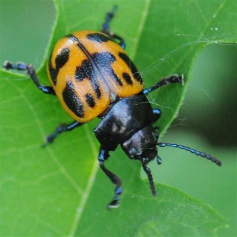 Swamp Milkweed Leaf Beetle Labidomera Clivicollis Bugguidenet