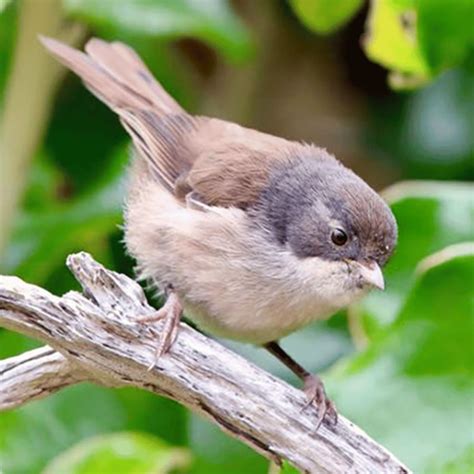 Pipipi Mynativeforest
