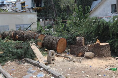 სულხანიშვილის თქმით ნებართვა მხოლოდ დაავადებული და ზეხმელი ხეების მოჭრაზე გასცეს Netgazeti