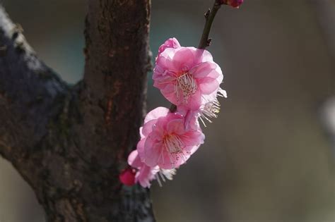 暗香浮动梅花俏 第6页 中关村在线摄影论坛