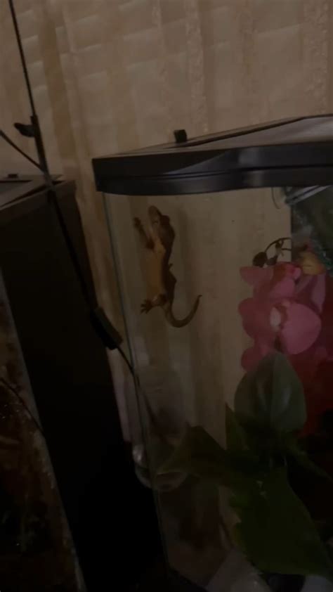 Sex Morph R Crestedgecko