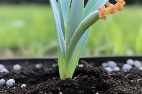 Dendrobium Orchids Varieties 30 Types Of Dendrobium