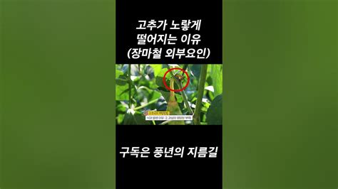 장마철 고추가 노랗게 떨어지는 이유 Youtube