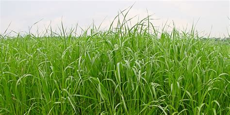 Swiss Ley Farming Italian Ryegrasses ‘maggyl And ‘oryttus Set New