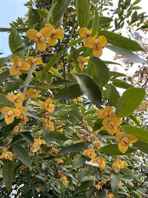 ក្រុមចែករំលែកដំណាំកសិកម្មចំរុះ ផ្ការំដួល បុប្ផាជាតិ ផ្កាតំណាងប្រទេសកម្ពុជា ដើមធំម៉