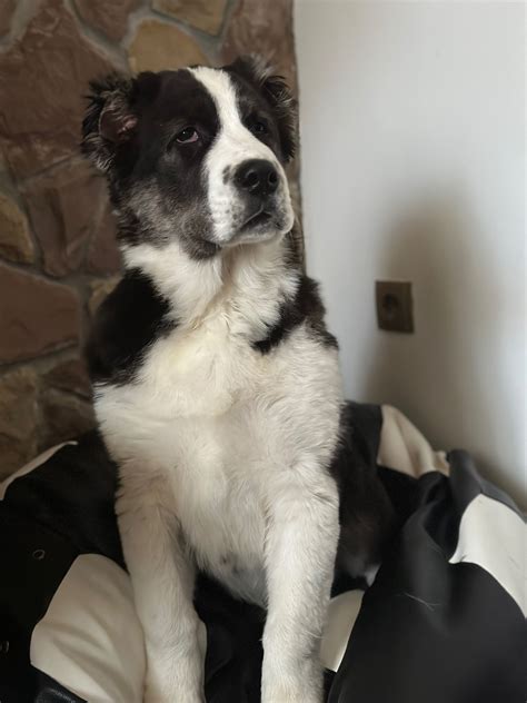 Найкращі друзі Алабаї 5 000 грн Собаки Чертков на Olx