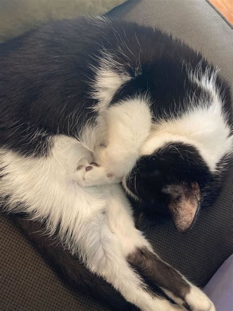 Owen Craig On Linkedin Css Is Like A Cat People Who Dont Understand