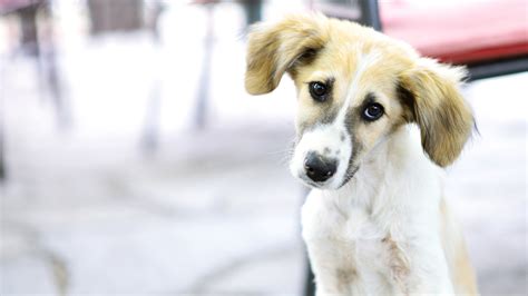 Latinoamérica Líder En Leyes De Protección De Mascotas Y Animales