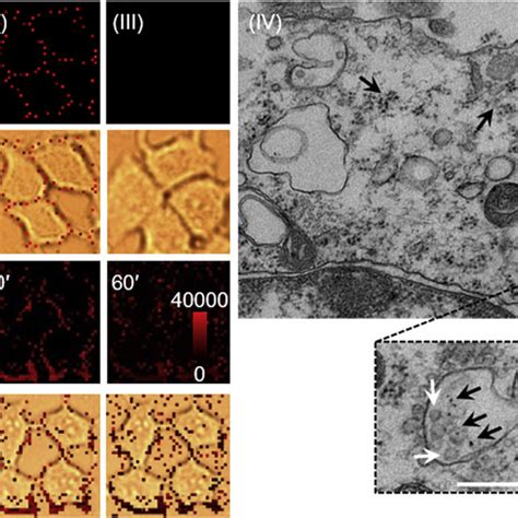 Verification Of The Endocytosis And The Exocytosis During Repair