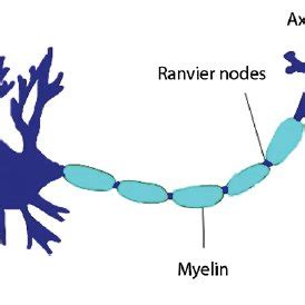 Structure Of A Myelinated Neuron Download Scientific Diagram