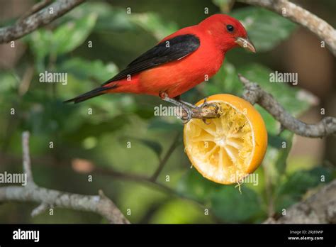 Profile Of An Adult Male Scarlet Tanager On An Orange Slice South