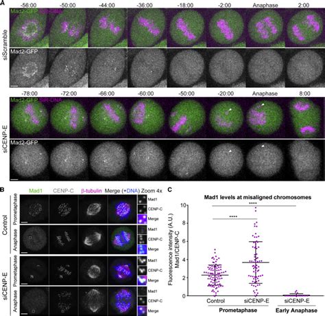 Micronuclei From Misaligned Chromosomes That Satisfy The Spindle