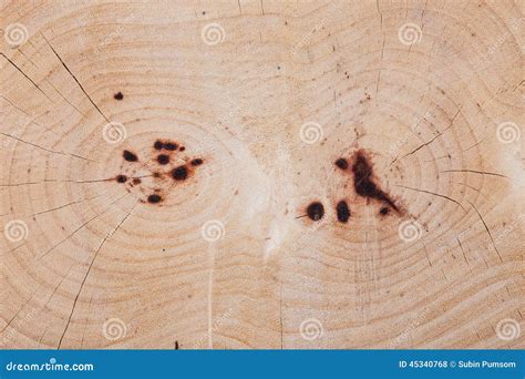 Heartwood Texture Of Cutted Tree Trunk Stock Photo Image Of Lumber Heartwood 45340768