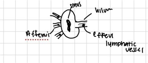 Lymphatic System Chapter Flashcards Quizlet