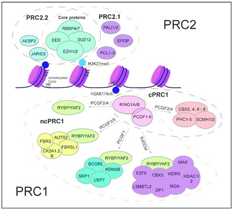 Schematic Overview Of The Different Polycomb Group Proteins Download