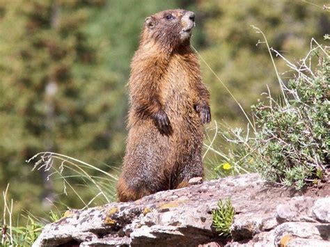 Нэг ширхэг тарвага тээвэрлэсэн тохиолдолд 600 700 мянган төгрөгийн торгуультай ногдуулдаг Isee Mn