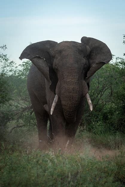 Premium Photo Male African Bush Elephant Flaps Its Ears