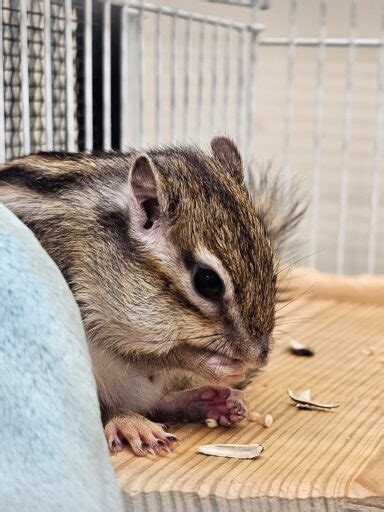 シマリス 【全国120店舗以上】ペットショップ｜コーワペッツ・ペッツフレンズ公式サイト