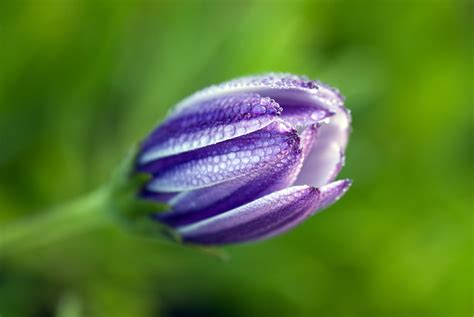 400000 Free Budding Flower And Flower Images Pixabay