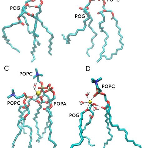 Md Simulation Snapshots Of Typical Lipid Complexes Within The Bilayer