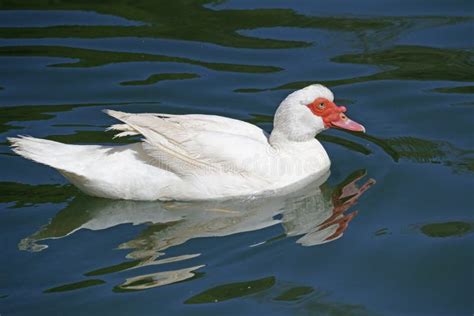 White Muscovy Duck Swims In A Small Lake Stock Image Image Of Muscovy