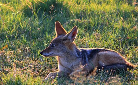 Black Jackal