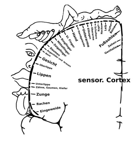Somatosensorischer Cortex Anthrowiki