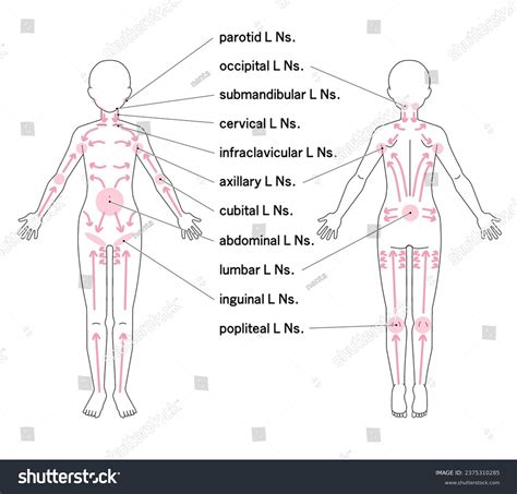 Location Major Lymph Nodes Throughout Body Stock Illustration